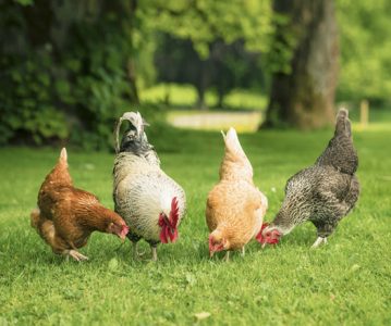 Poultry Breeds...What Are They, Anyway? - Backyard Poultry